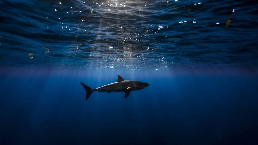 Tubarao - Wallpaper - Atomic Papers